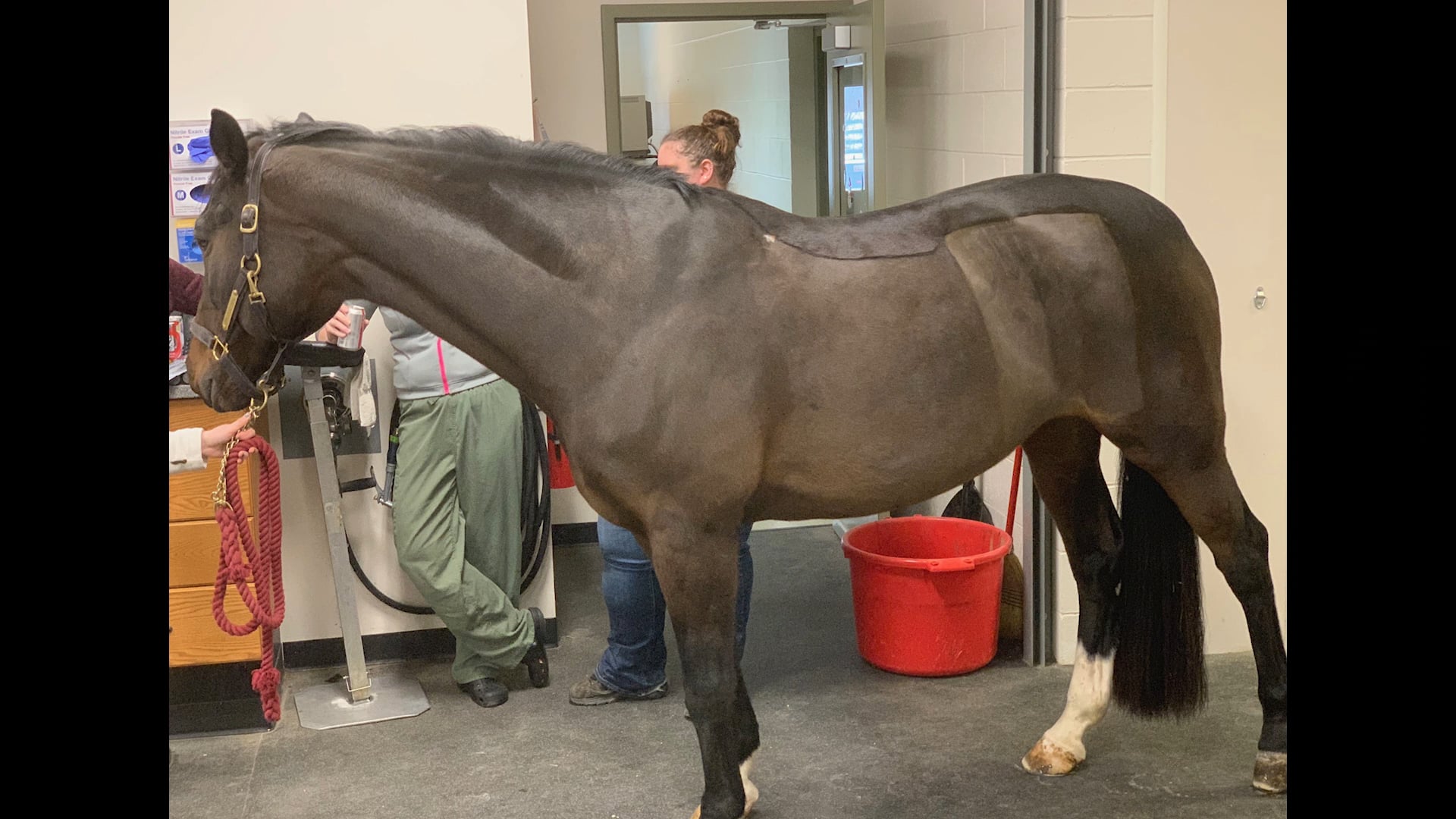 Veterinary Surgical Tools for Large Animals | VetOvation