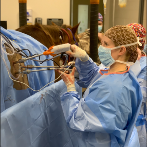 Laparoscopic Equine Ovariectomy Video | VetOvation