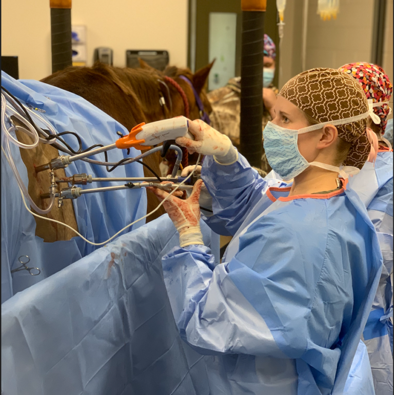 Laparoscopic Equine Ovariectomy Video | VetOvation