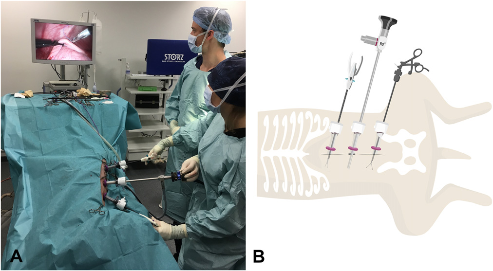 Simplified Minimally Invasive Surgery Overview | VetOvation