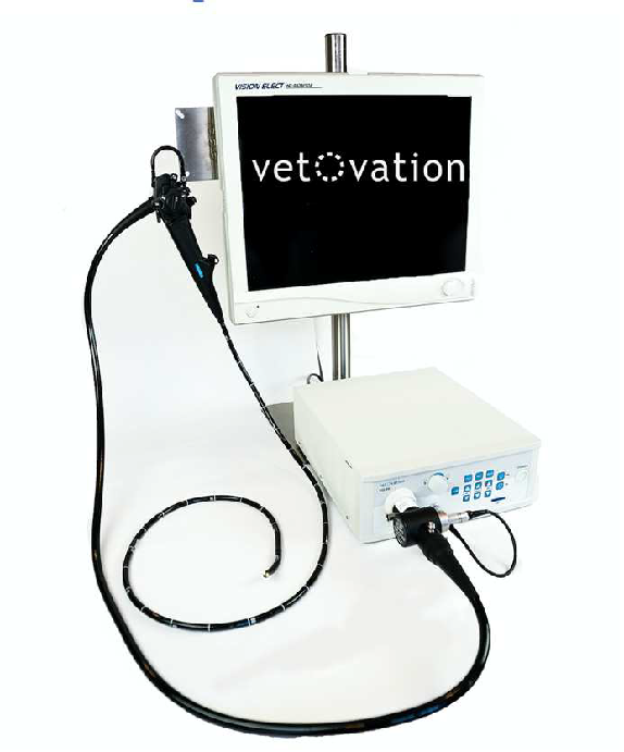Simple Gastroscope Guide for Veterinarians | VetOvation