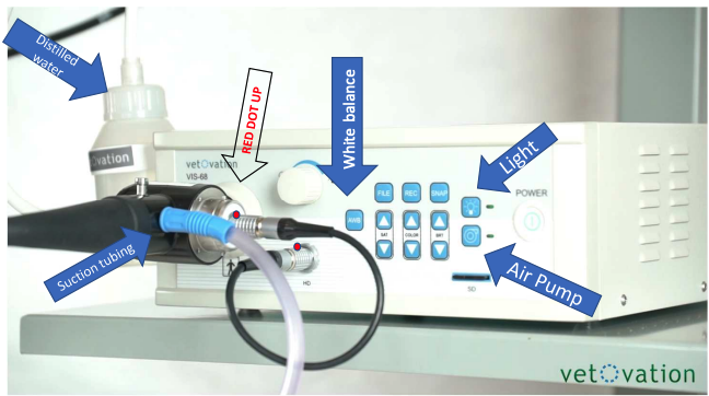 Simple Gastroscope Guide for Veterinarians | VetOvation