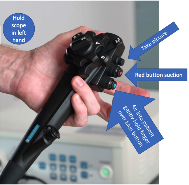 Simple Gastroscope Guide for Veterinarians | VetOvation