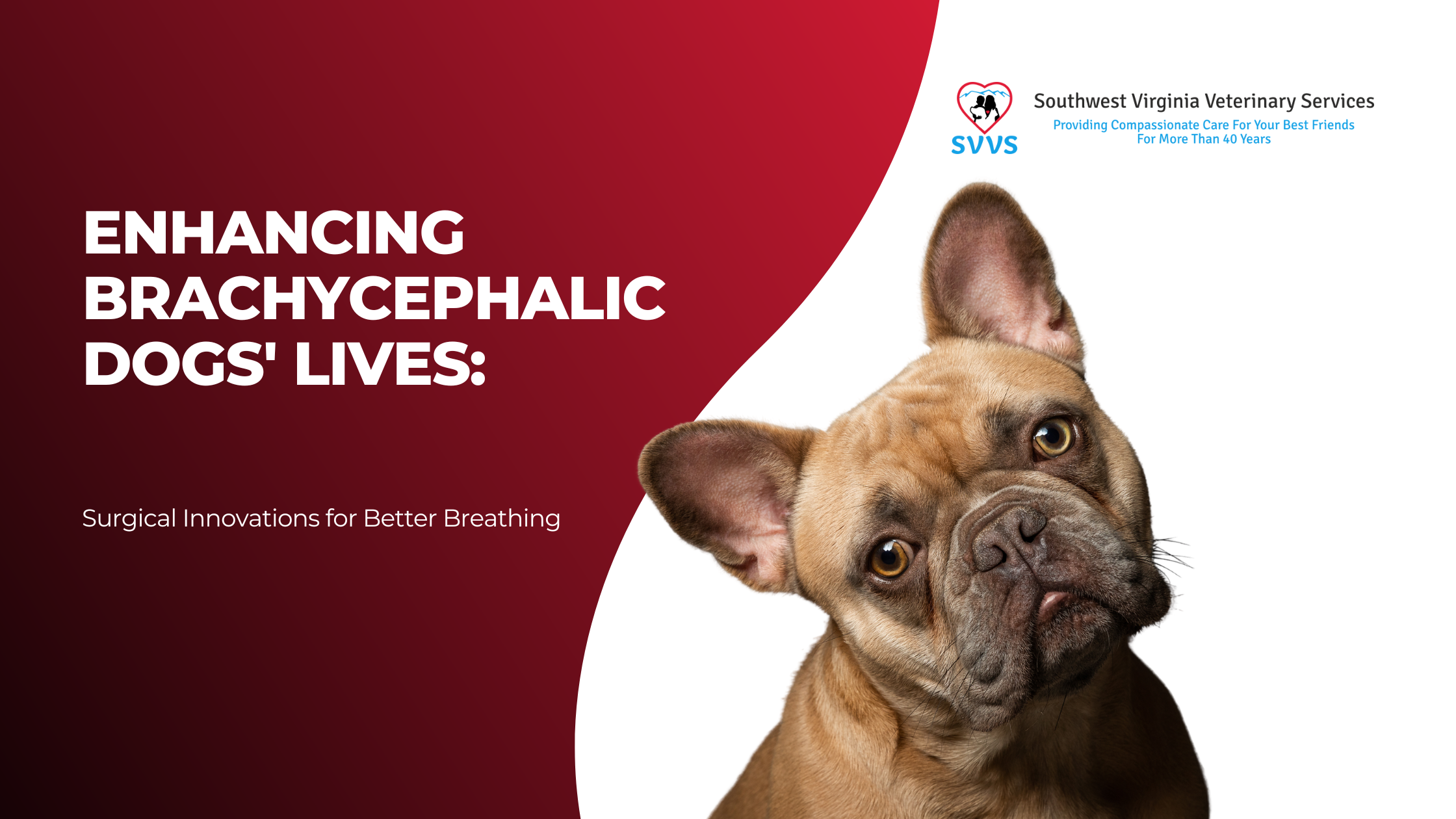 Enhancing Brachycephalic Dogs' Lives: VetOvation's Surgical Innovations ...