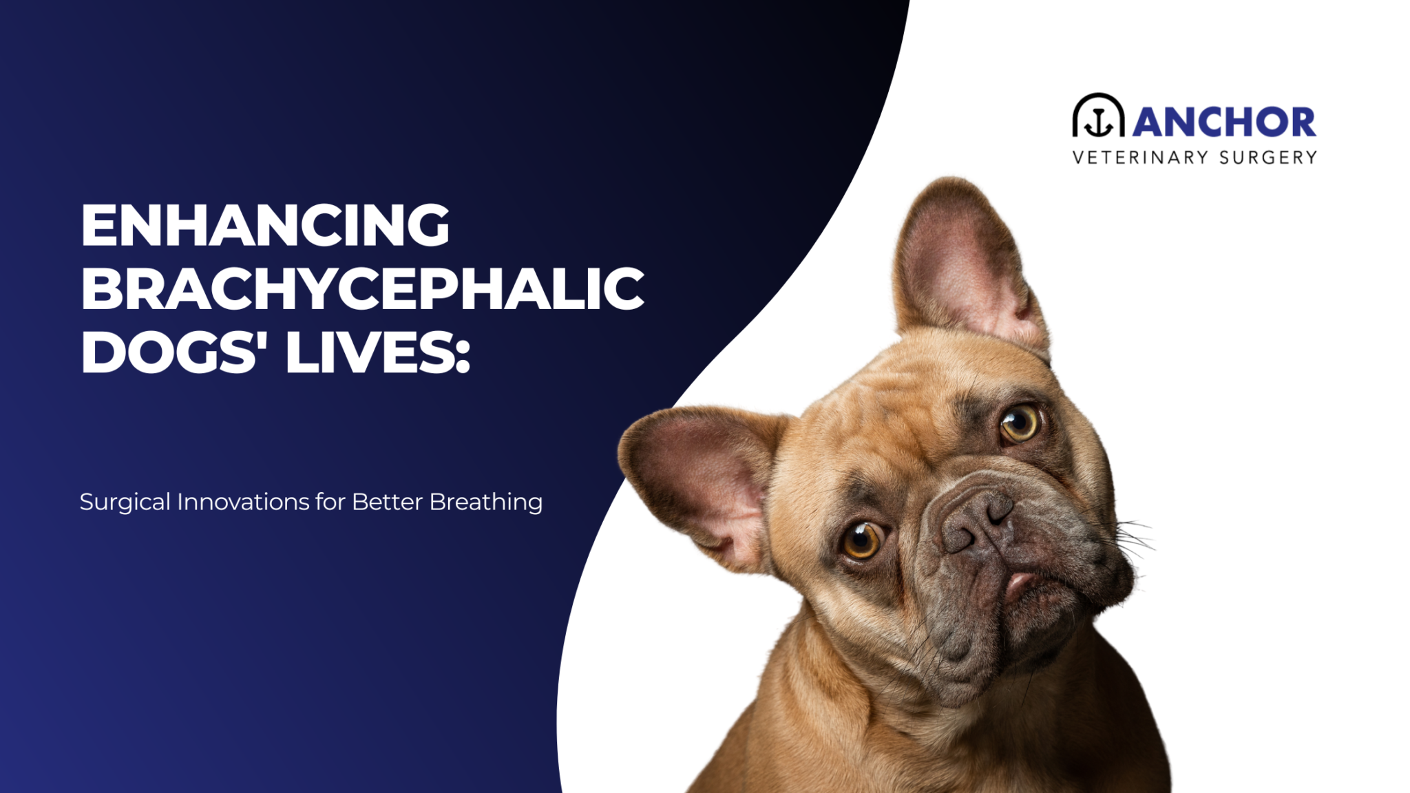 Enhancing Brachycephalic Dogs' Lives: VetOvation's Surgical Innovations ...